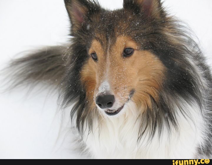 Shelties memes. Best Collection of funny Shelties pictures on iFunny