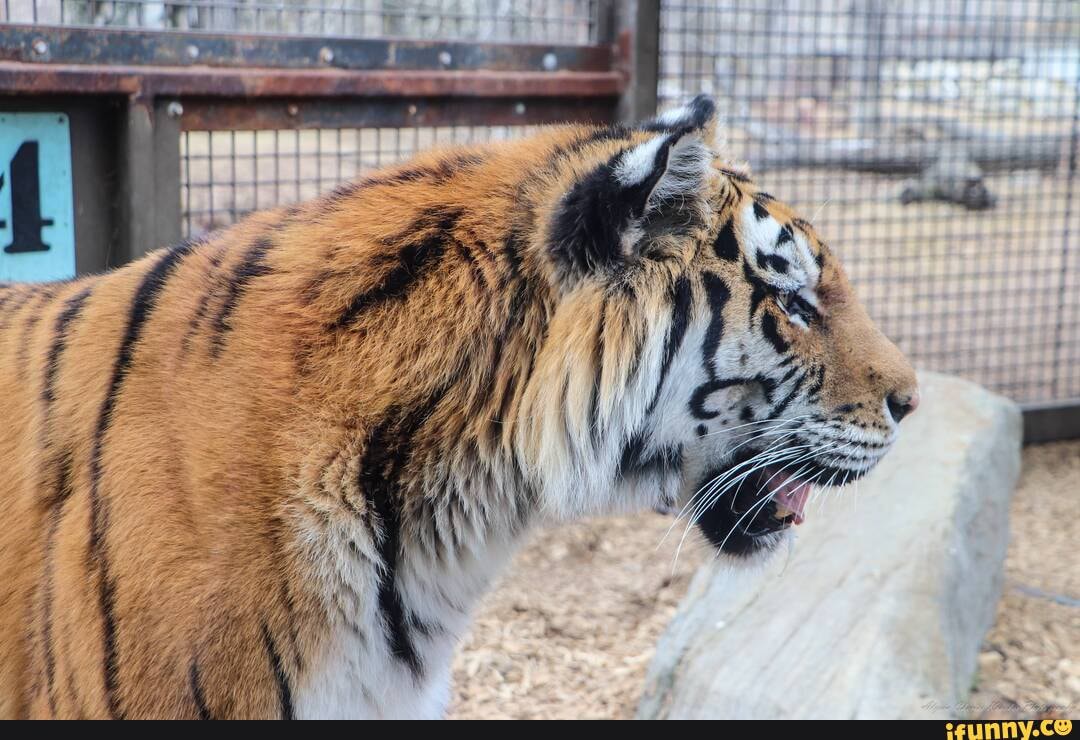 Endangered_species memes. Best Collection of funny Endangered_species ...