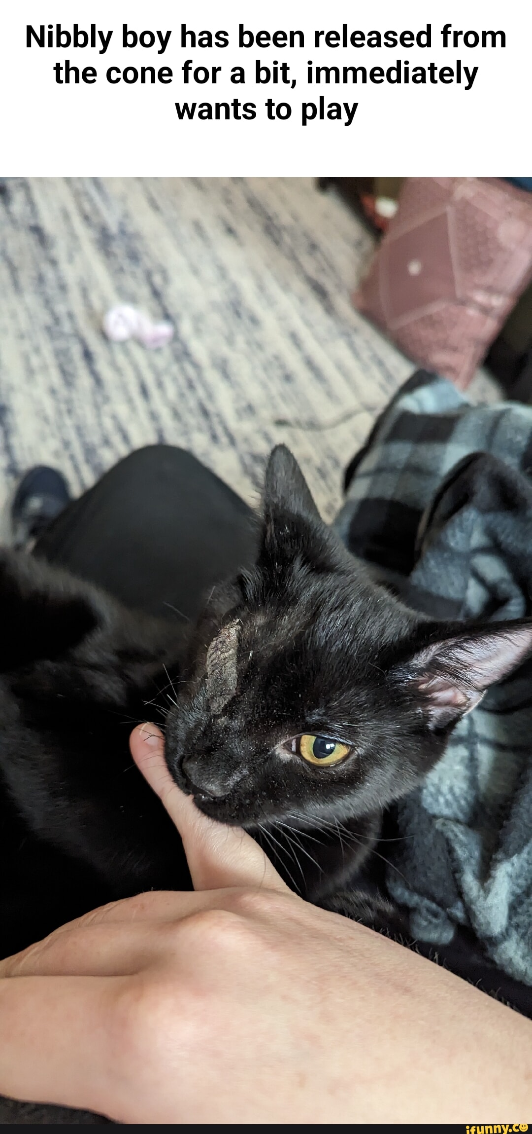 Nibbly boy has been released from the cone for a bit, immediately wants ...