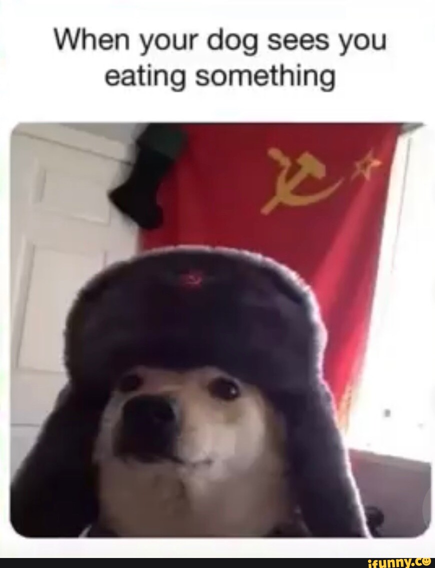When your dog sees you eating something - iFunny