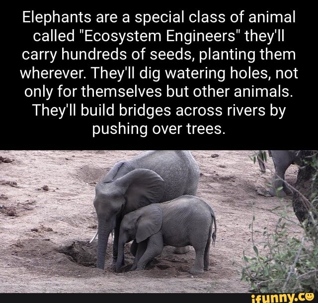 Elephants are a special class of animal called "Ecosystem Engineers ...