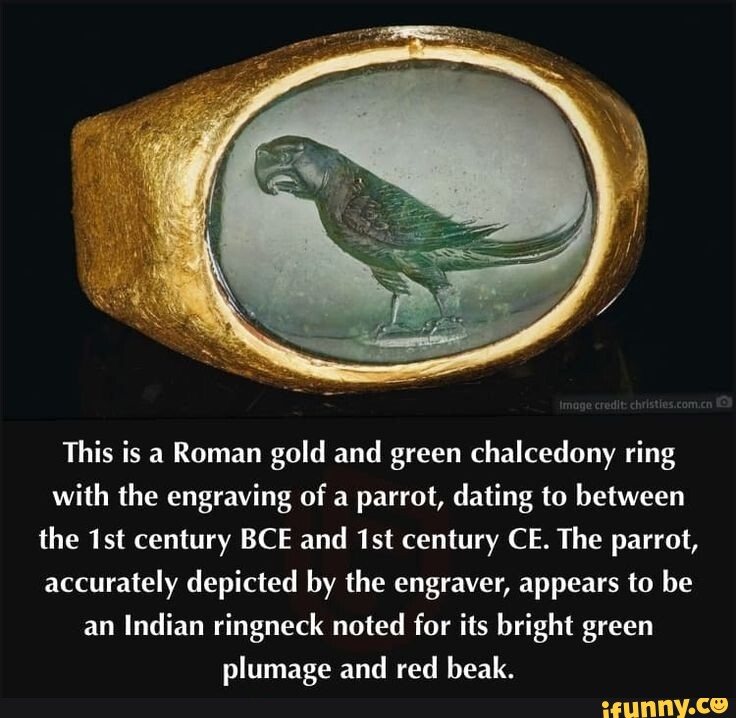 Ringneck memes. Best Collection of funny Ringneck pictures on iFunny