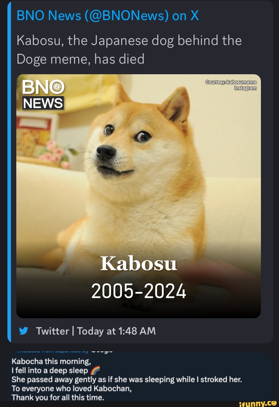 BNO News (@BNONews) on X Kabosu, the Japanese dog behind the Doge meme ...