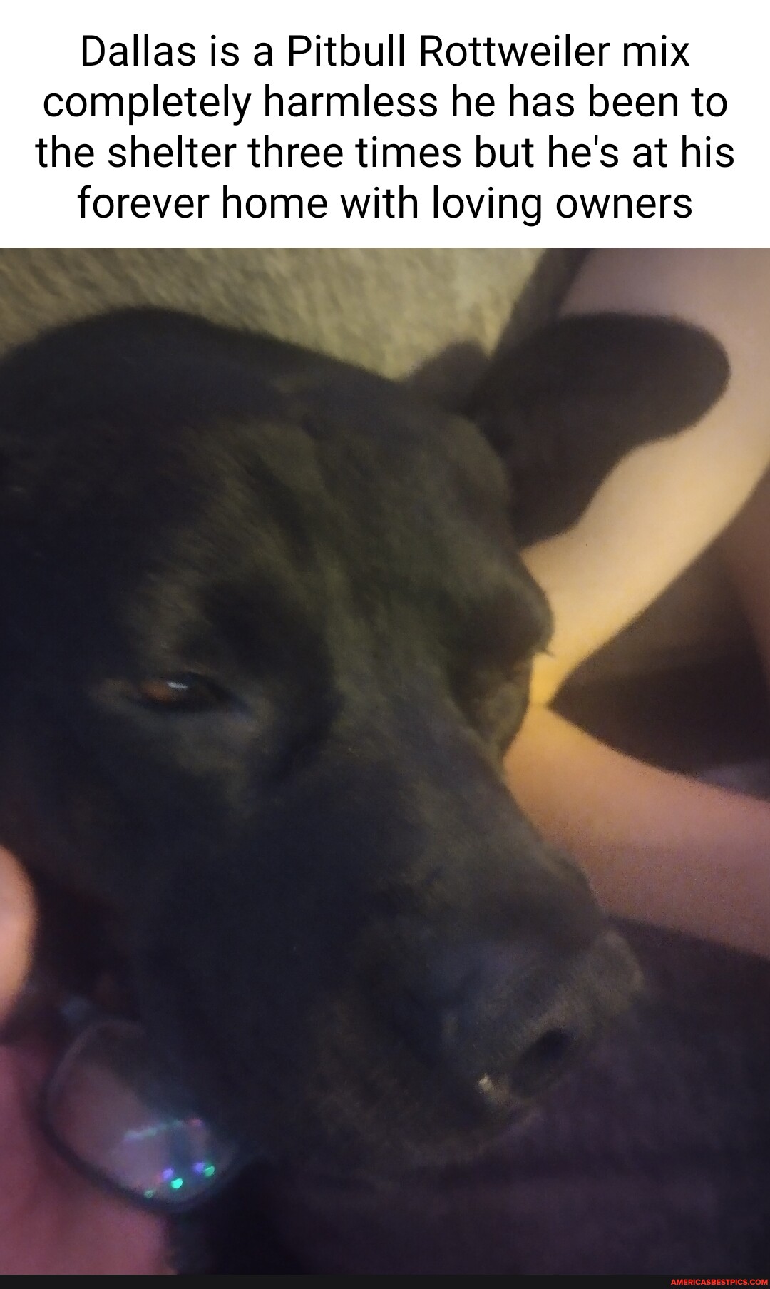 Dallas is a Pitbull Rottweiler mix completely harmless he has been to ...