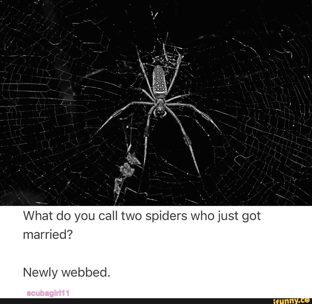 What do you call two spiders who just got married? Newly webbed. - iFunny