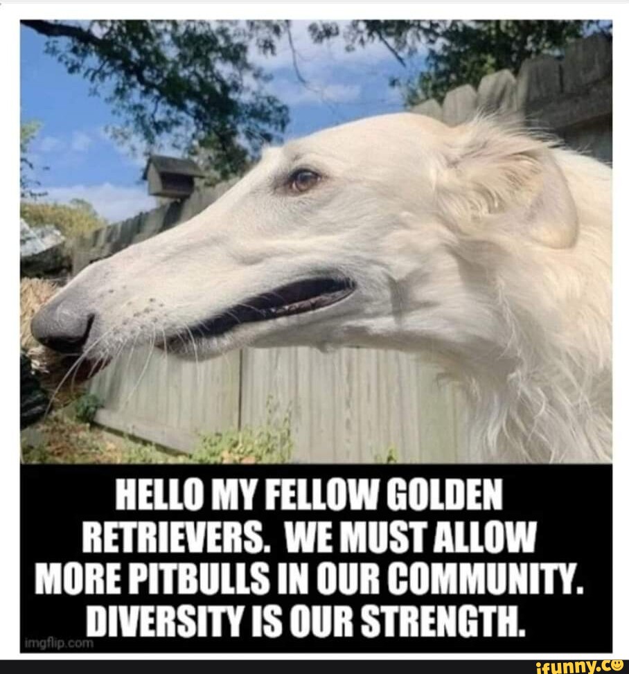 HELLO MY FELLOW GOLDEN RETRIEVERS. WE MUST ALLOW MORE PITBULLS IN OUR ...