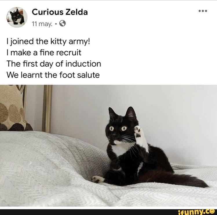 More cat memes! - Curious Zelda 11 may. joined the kitty army! I make a ...
