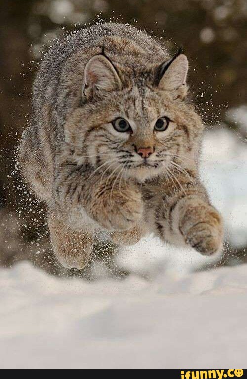 Bobber memes. Best Collection of funny Bobber pictures on iFunny