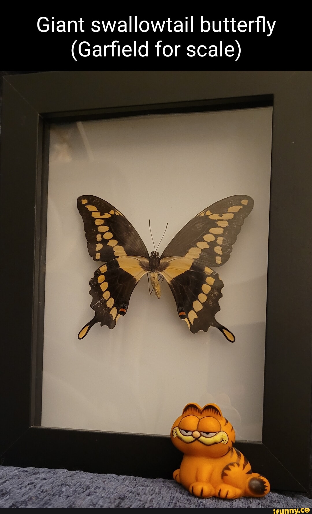 Giant swallowtail butterfly (Garfield for scale) - iFunny