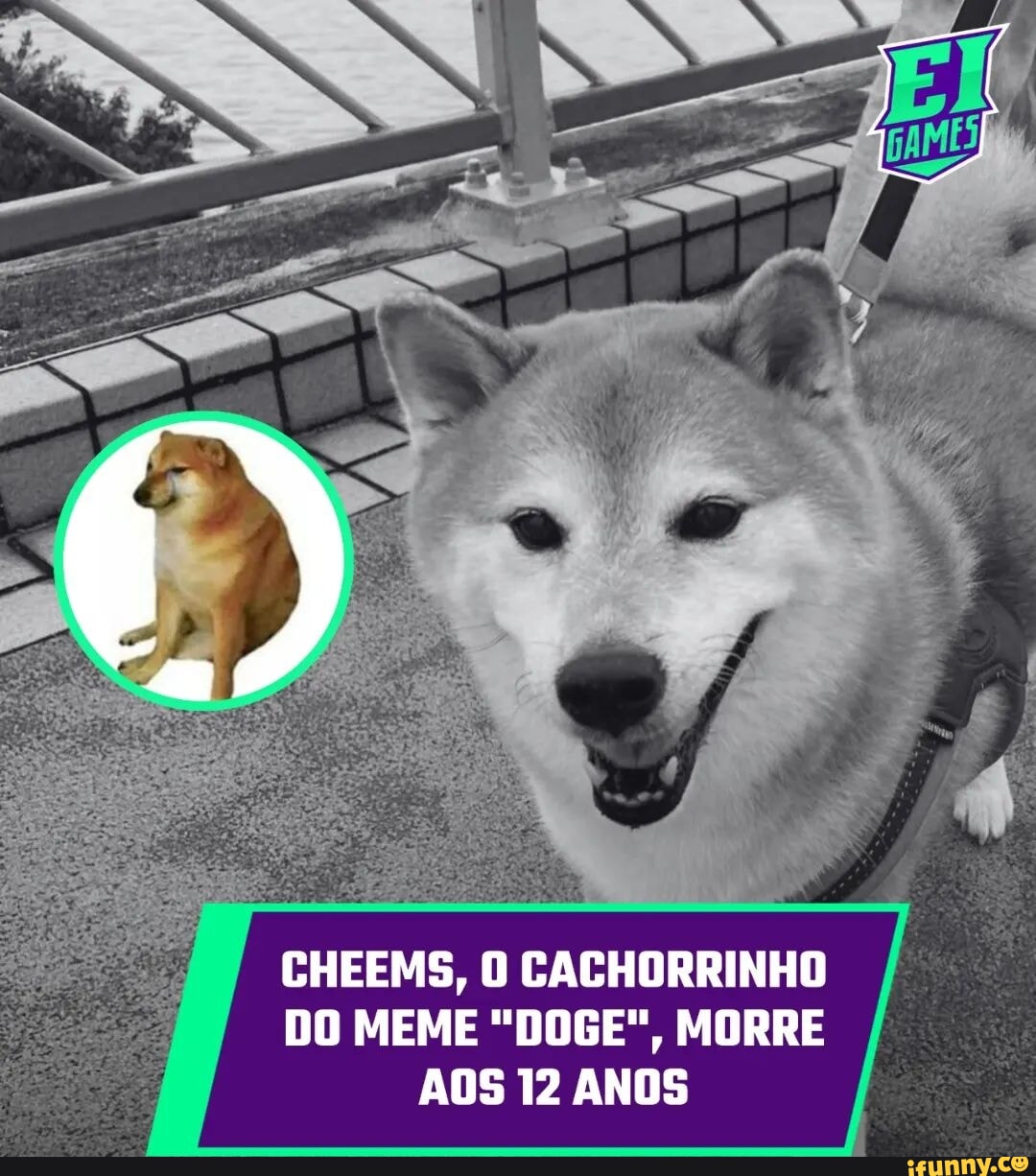 CHEEMS, O CACHORRINHO DO MEME "DOGE", MORRE AOS 12 ANOS - iFunny