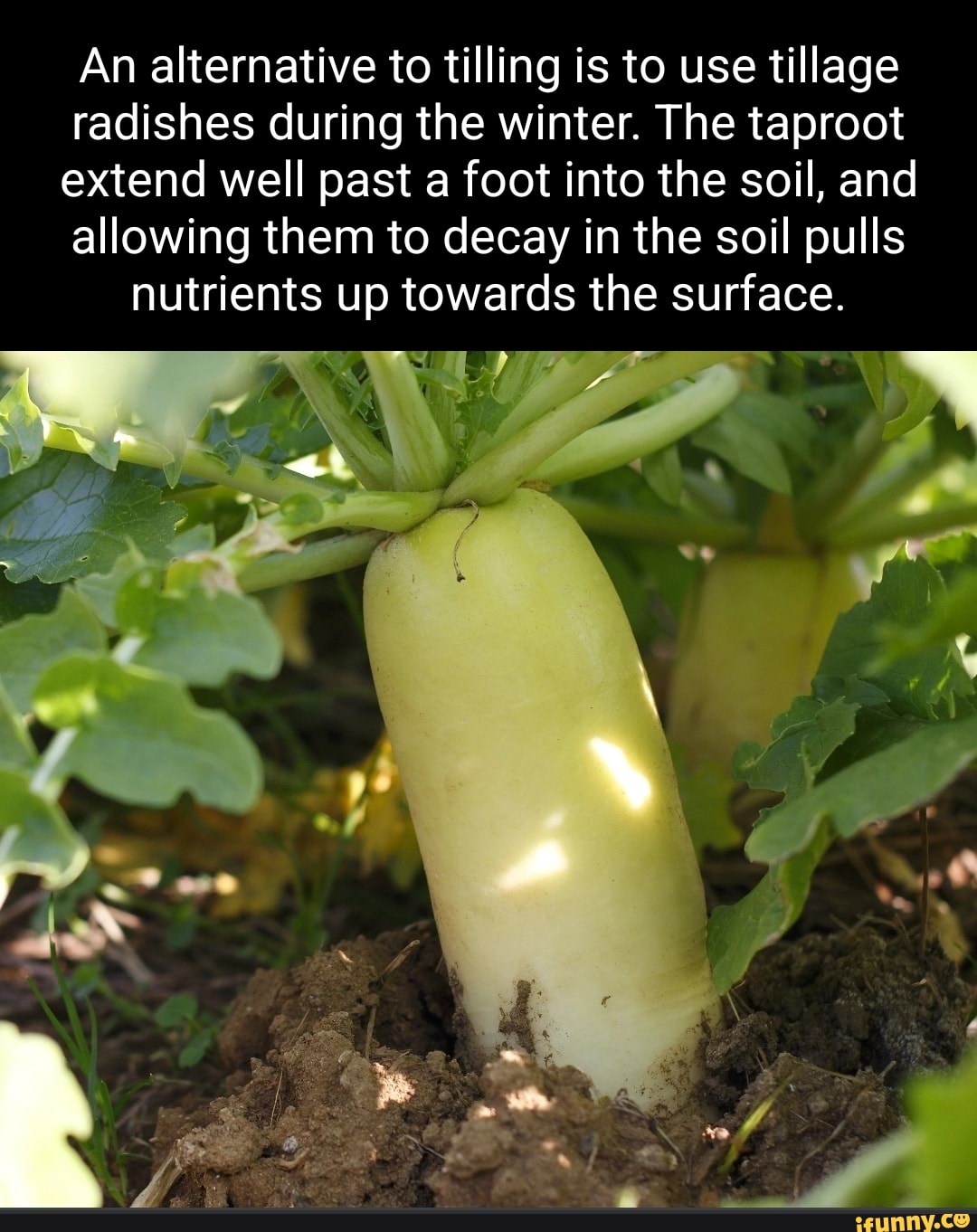 Tillage memes. Best Collection of funny Tillage pictures on iFunny