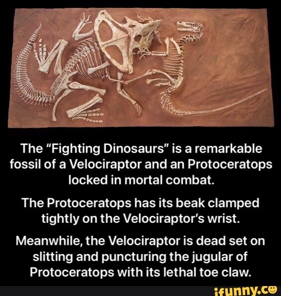Fightingdinosaurs memes. Best Collection of funny Fightingdinosaurs pictures on iFunny