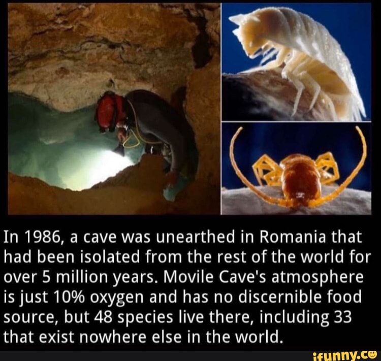 In 1986, a cave was unearthed in Romania that had been isolated from ...
