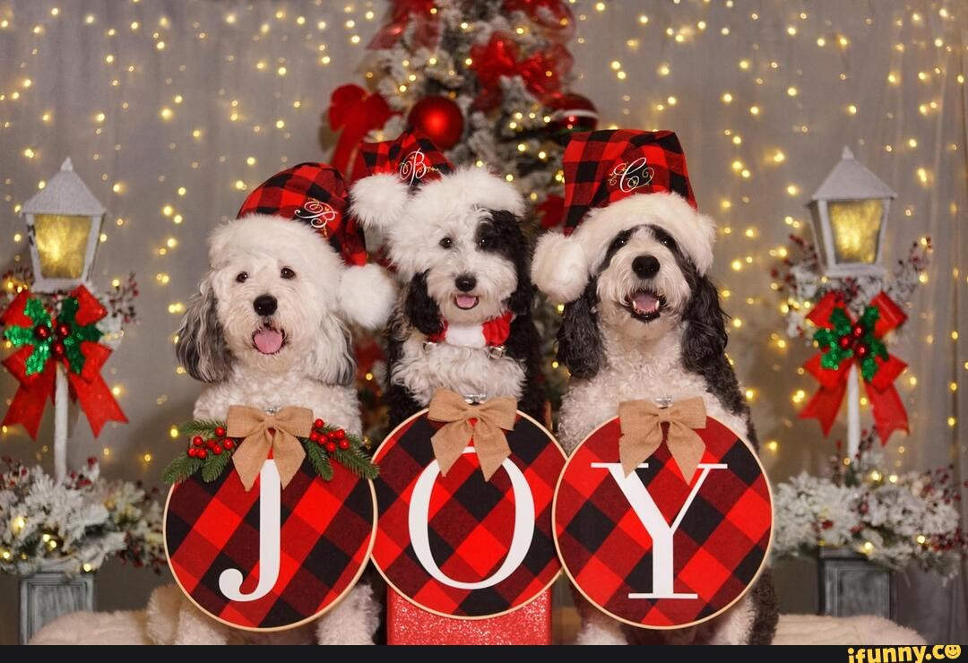 Sheepadoodle memes. Best Collection of funny Sheepadoodle pictures on ...