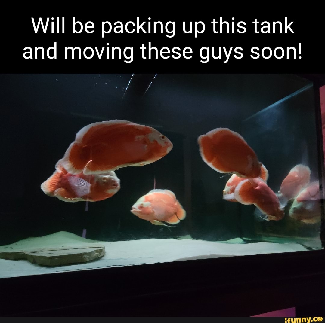Packup memes. Best Collection of funny Packup pictures on iFunny