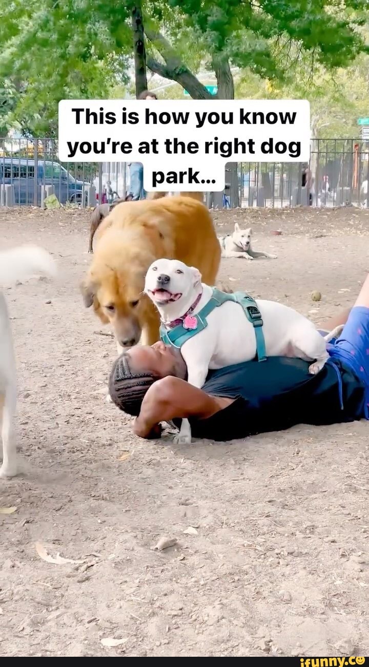 Dogpark memes. Best Collection of funny Dogpark pictures on iFunny