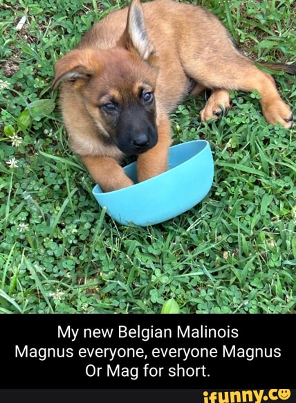 Belgian_malinois memes. Best Collection of funny Belgian_malinois ...