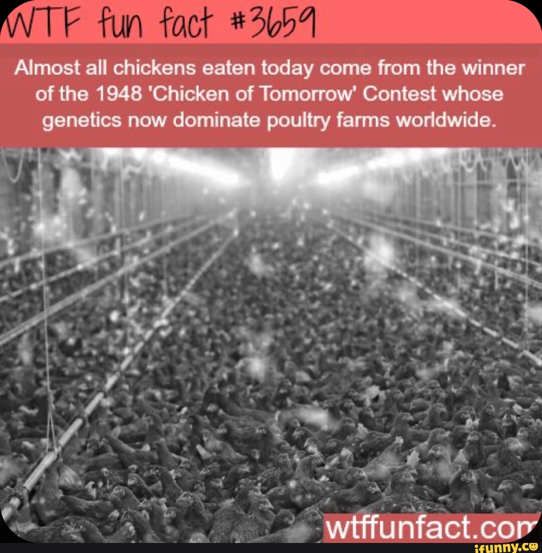 Fun fact *3b57 Almost all chickens eaten today come from the winner of ...