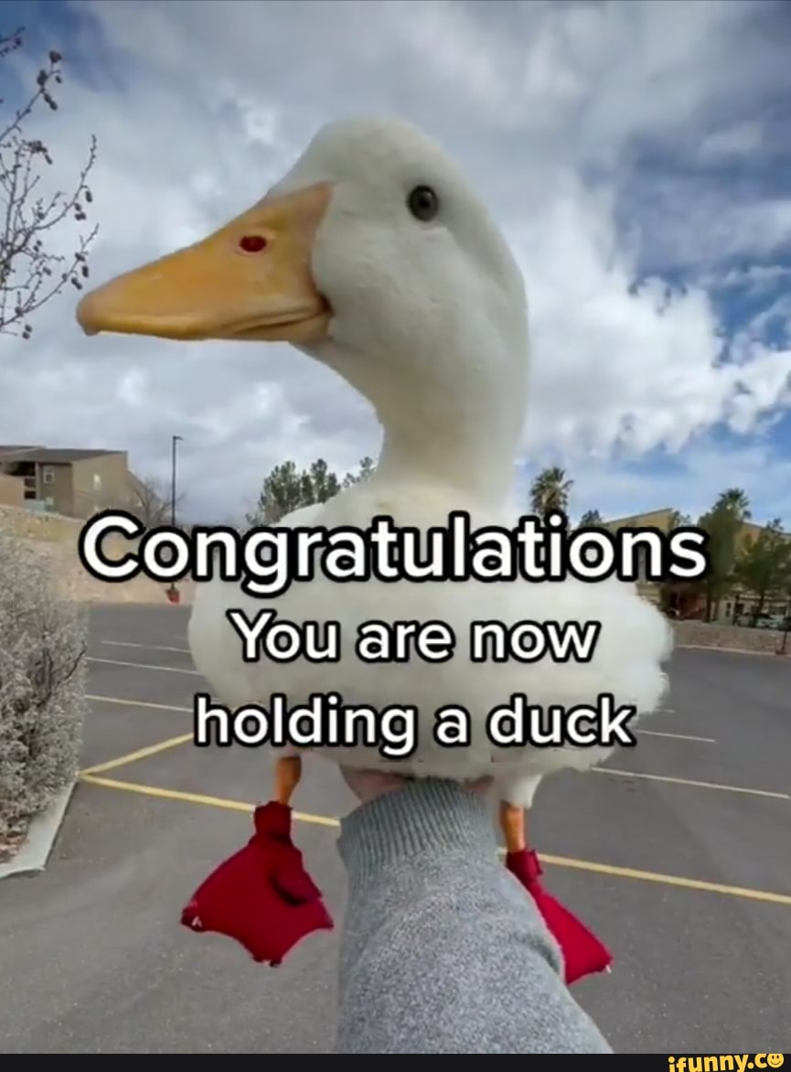 Congratulations You are now holding a duck - iFunny