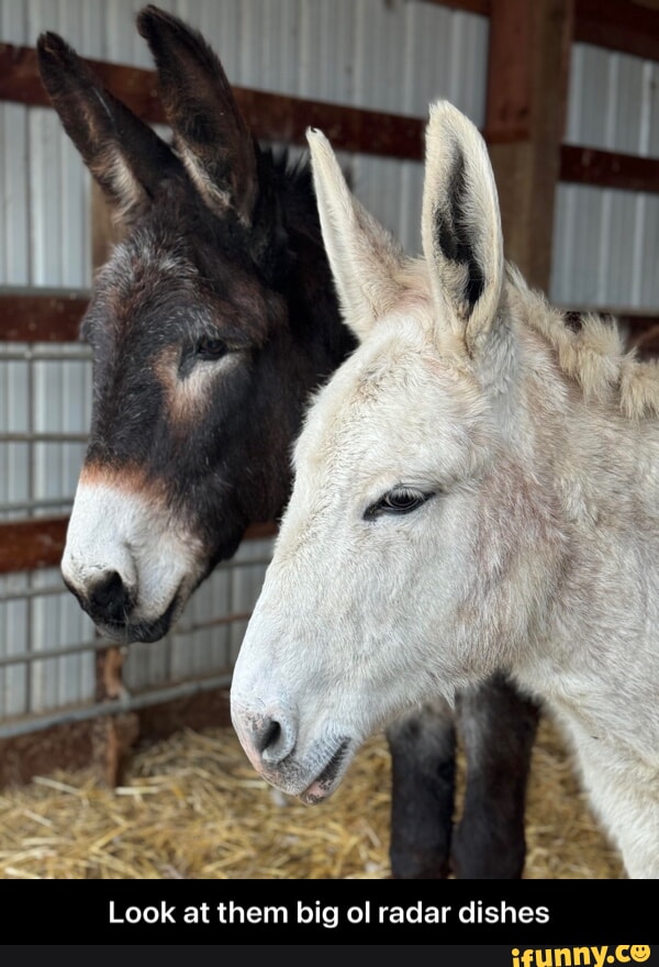 Radar memes. Best Collection of funny Radar pictures on iFunny