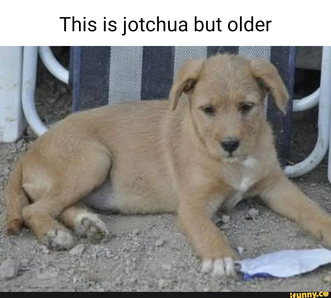 Jotchua memes. Best Collection of funny Jotchua pictures on iFunny