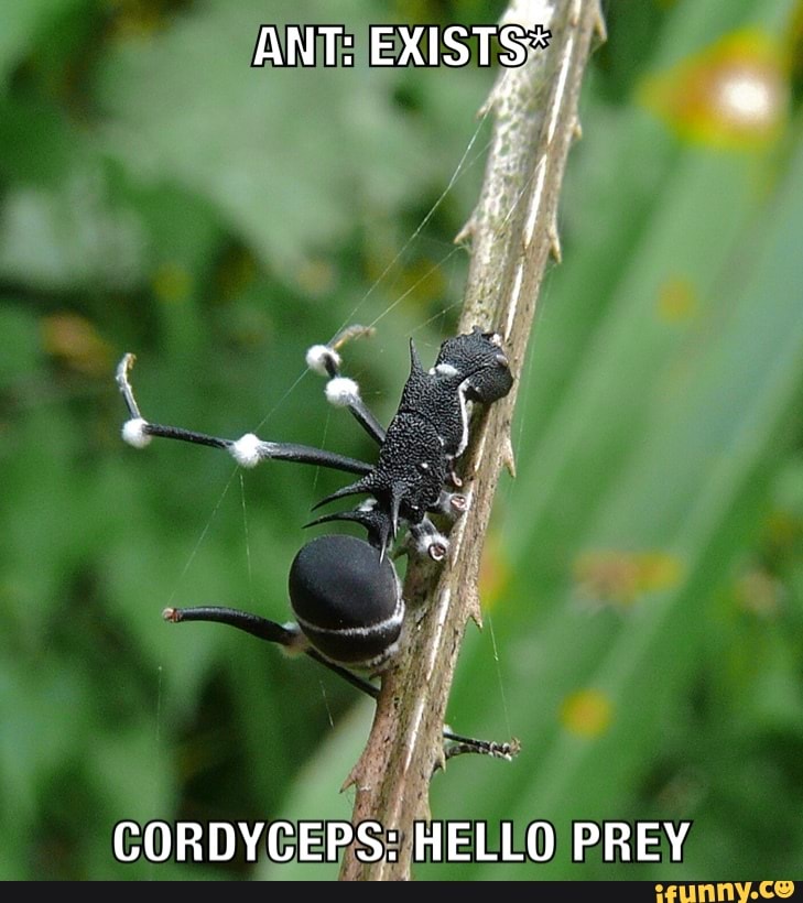 Entomologymemes memes. Best Collection of funny Entomologymemes ...