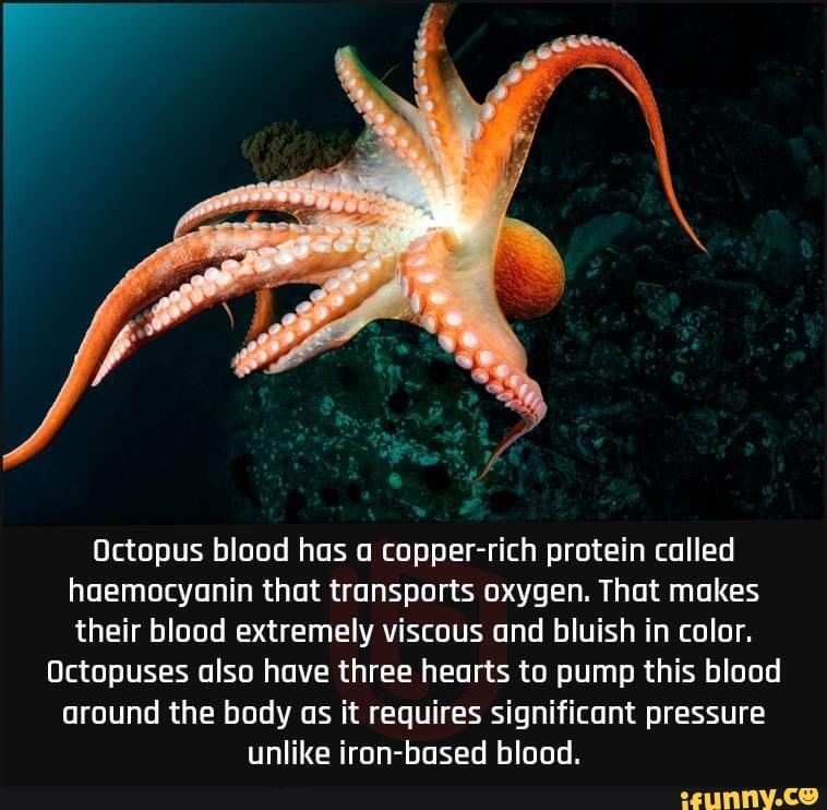 Octopus blood has copper-rich protein called haemocyanin that ...