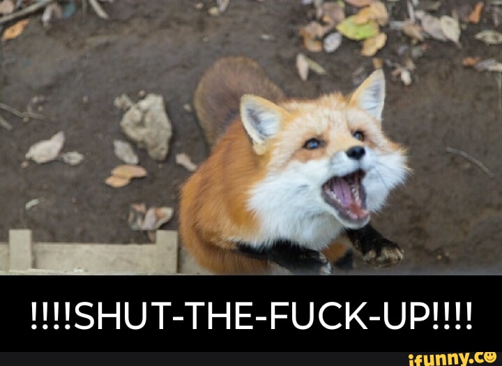 Foxxo memes. Best Collection of funny Foxxo pictures on iFunny