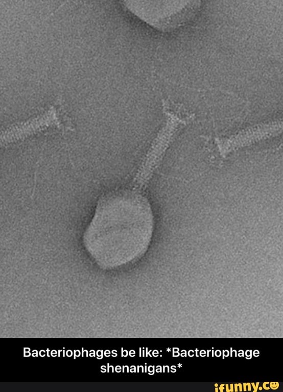 Bacteriophages be like: *Bacteriophage shenanigans‘ - Bacteriophages be ...