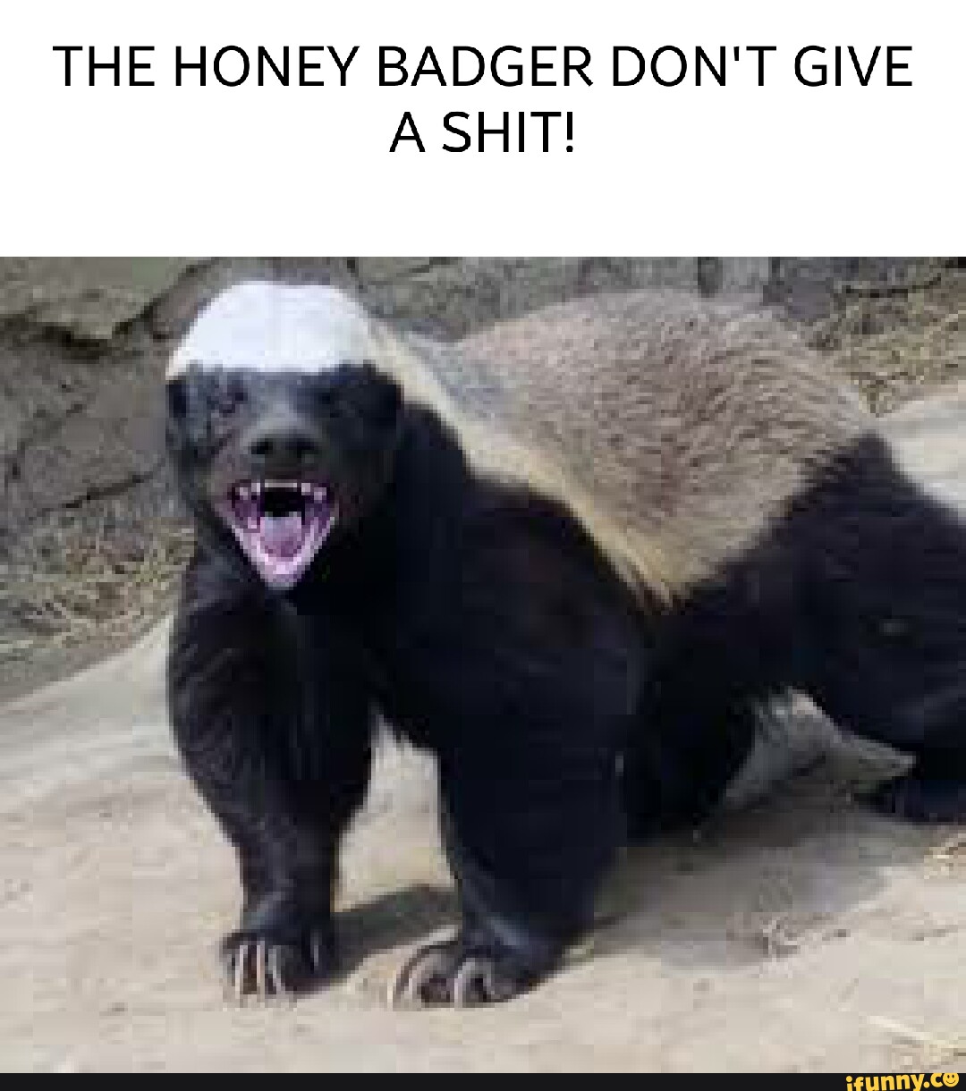 Honeybadger memes. Best Collection of funny Honeybadger pictures on iFunny