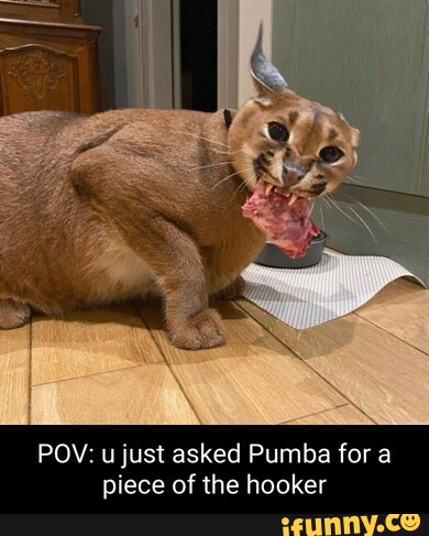 Pumba memes. Best Collection of funny Pumba pictures on iFunny