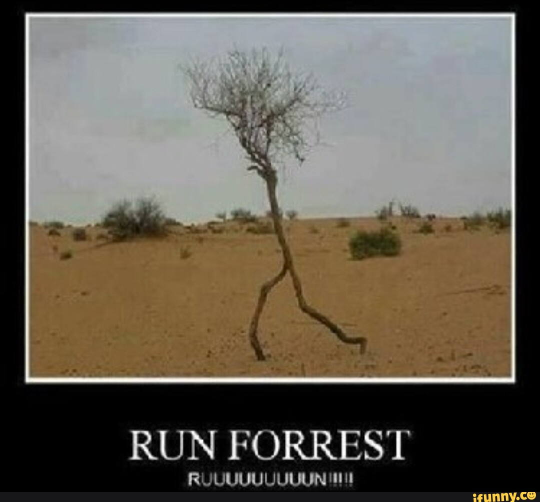 Run Forrest Run Tree