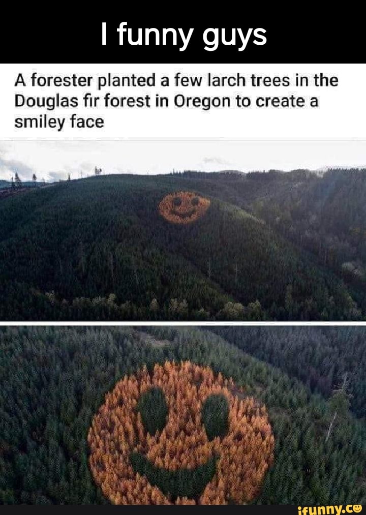 Funny guys A forester planted a few larch trees in the Douglas fir ...