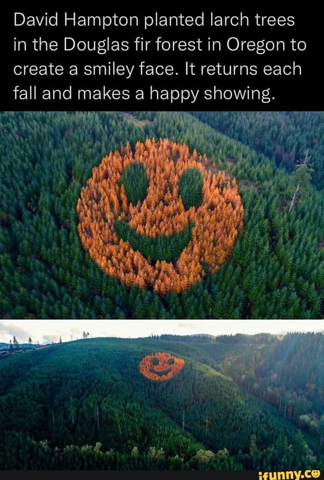 David Hampton planted larch trees in the Douglas fir forest in Oregon ...