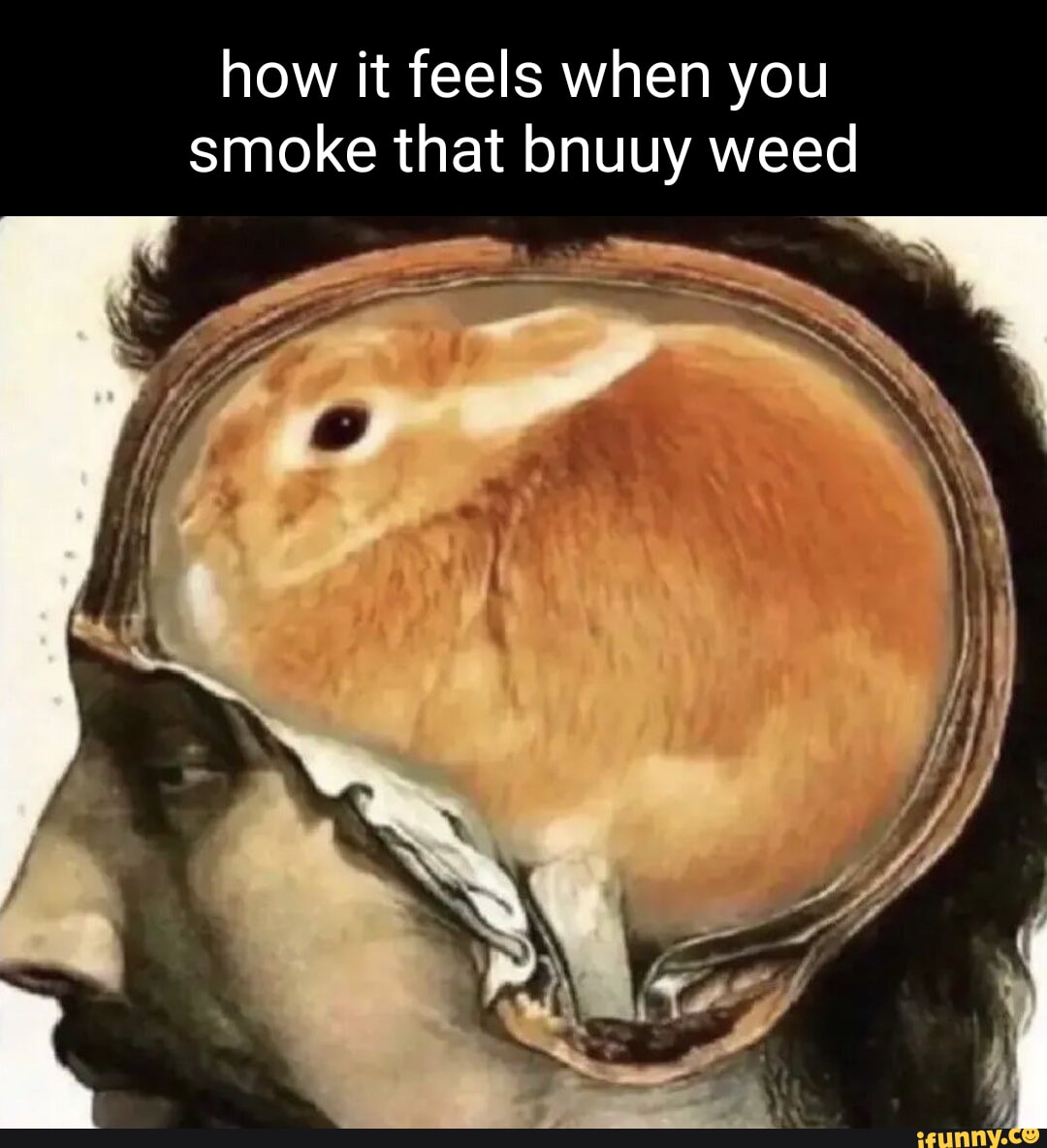 Bnuuy memes. Best Collection of funny Bnuuy pictures on iFunny