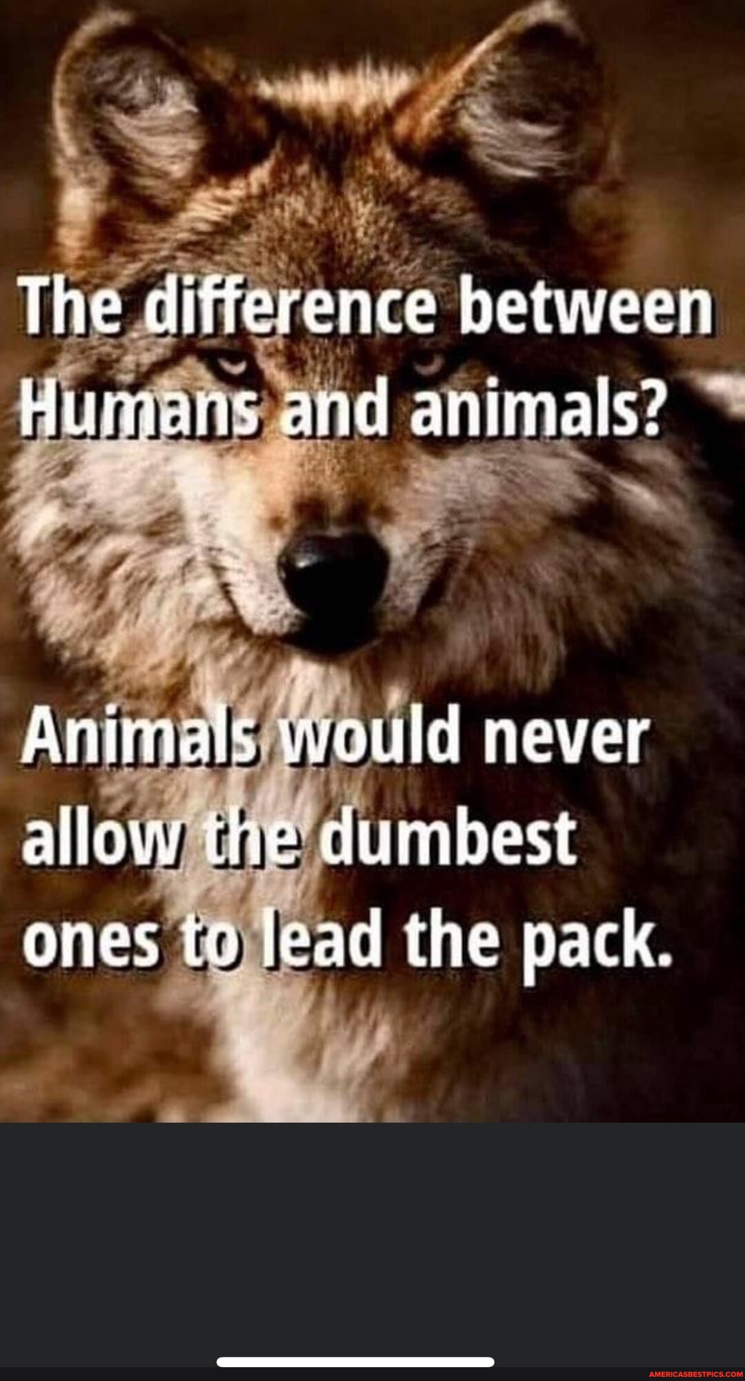 The difference between Humans and animals? Animals would never allow ...