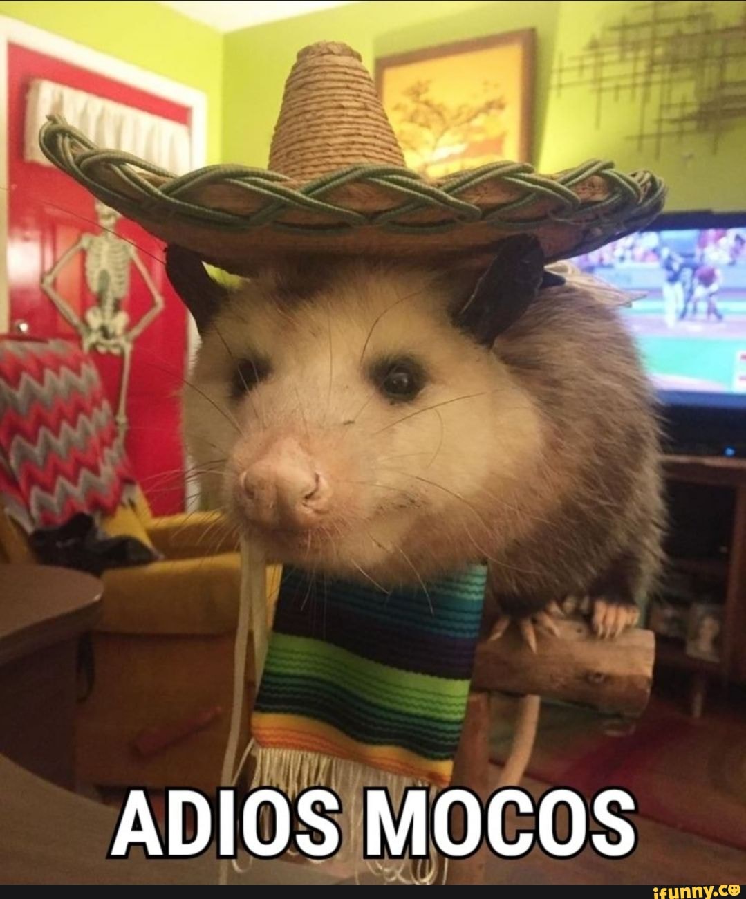Mocos memes. Best Collection of funny Mocos pictures on iFunny