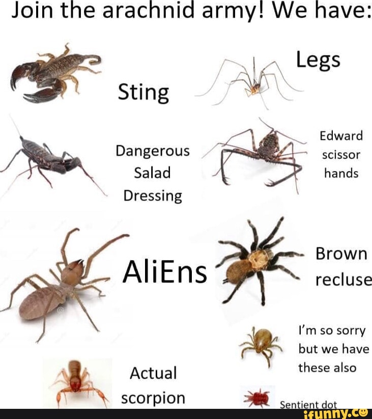 Video memes mW0j9lu5B by DailyCats - iFunny