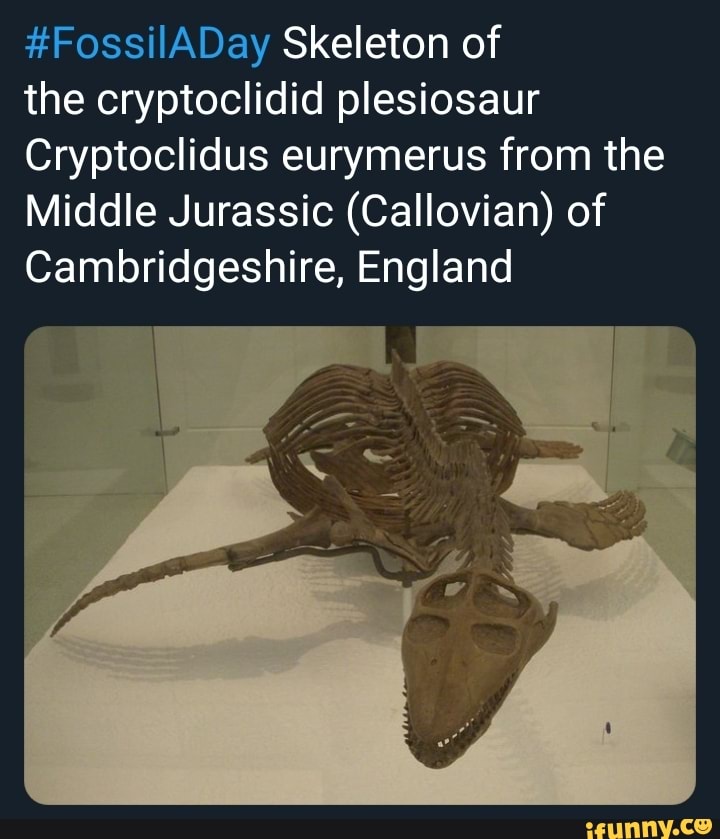 #FossilADay Skeleton of the cryptoclidid plesiosaur Cryptoclidus ...