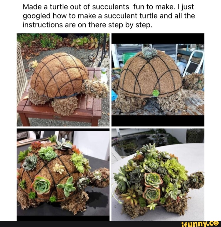 Succulents memes. Best Collection of funny Succulents pictures on iFunny