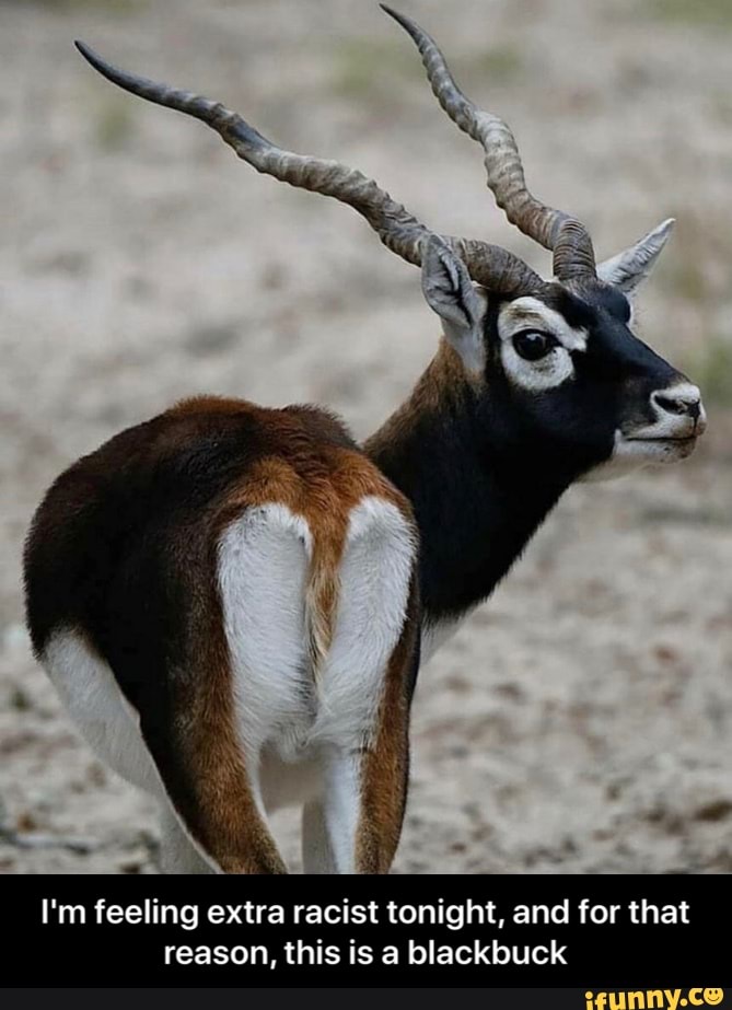 Blackbuck memes. Best Collection of funny Blackbuck pictures on iFunny