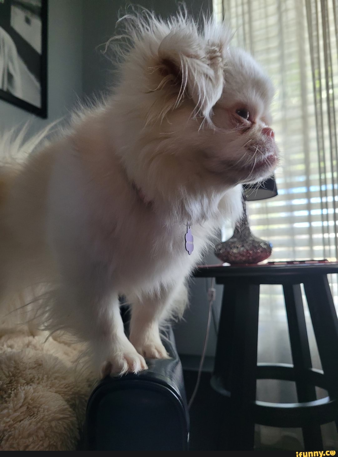 Pekingese memes. Best Collection of funny Pekingese pictures on iFunny