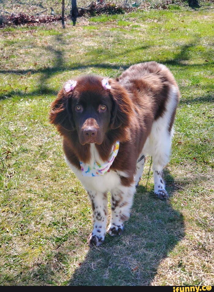 English_springer_spaniel memes. Best Collection of funny English ...