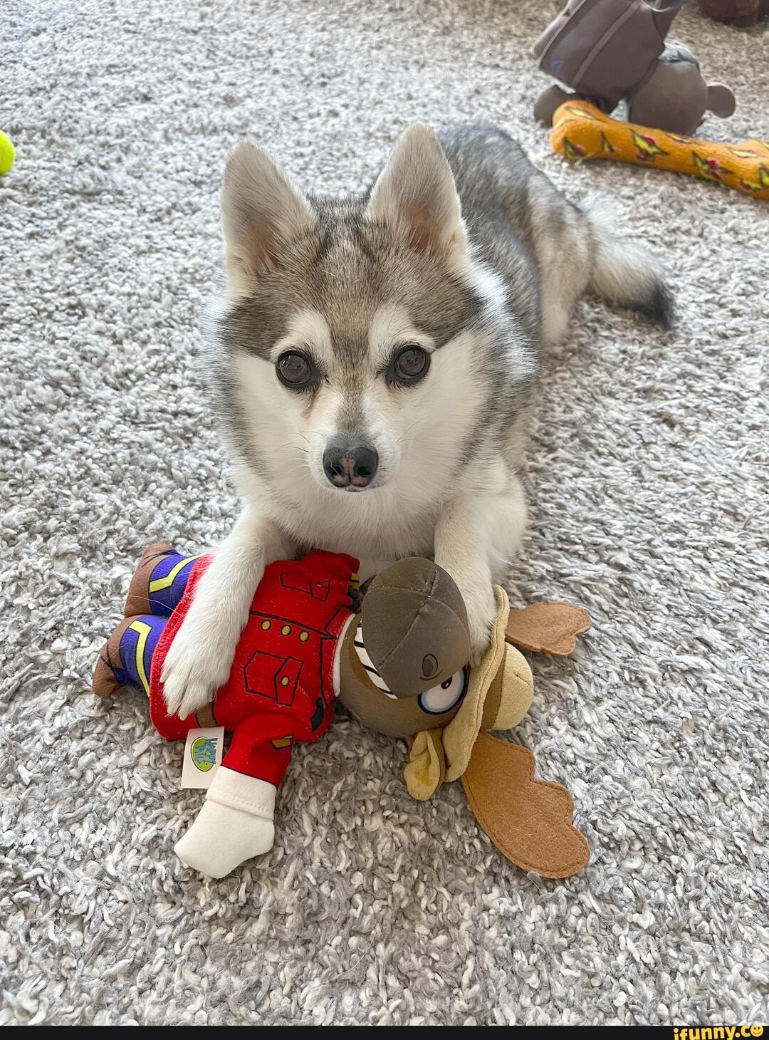 Mountie memes. Best Collection of funny Mountie pictures on iFunny