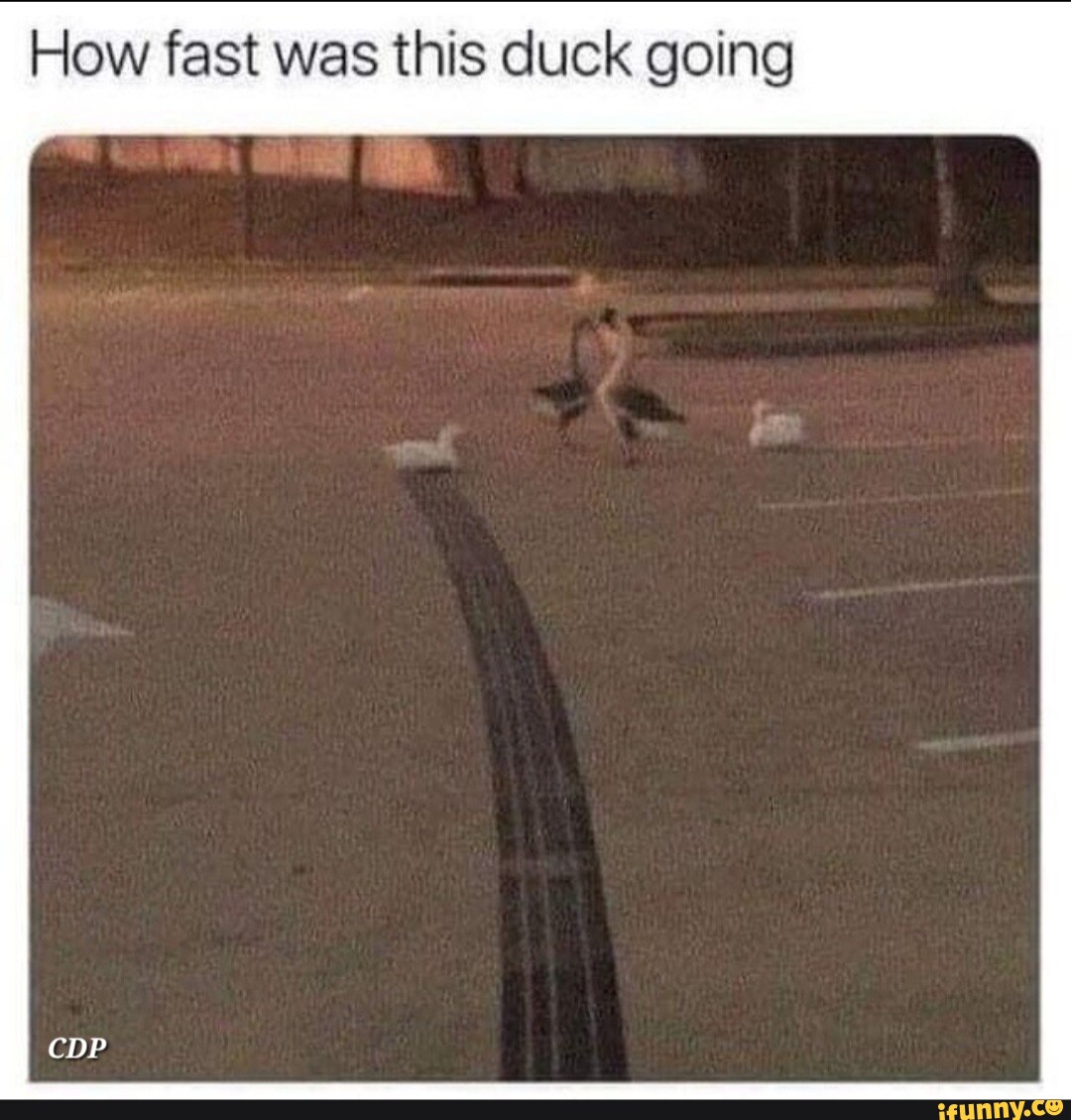 How fast was this duck going - iFunny