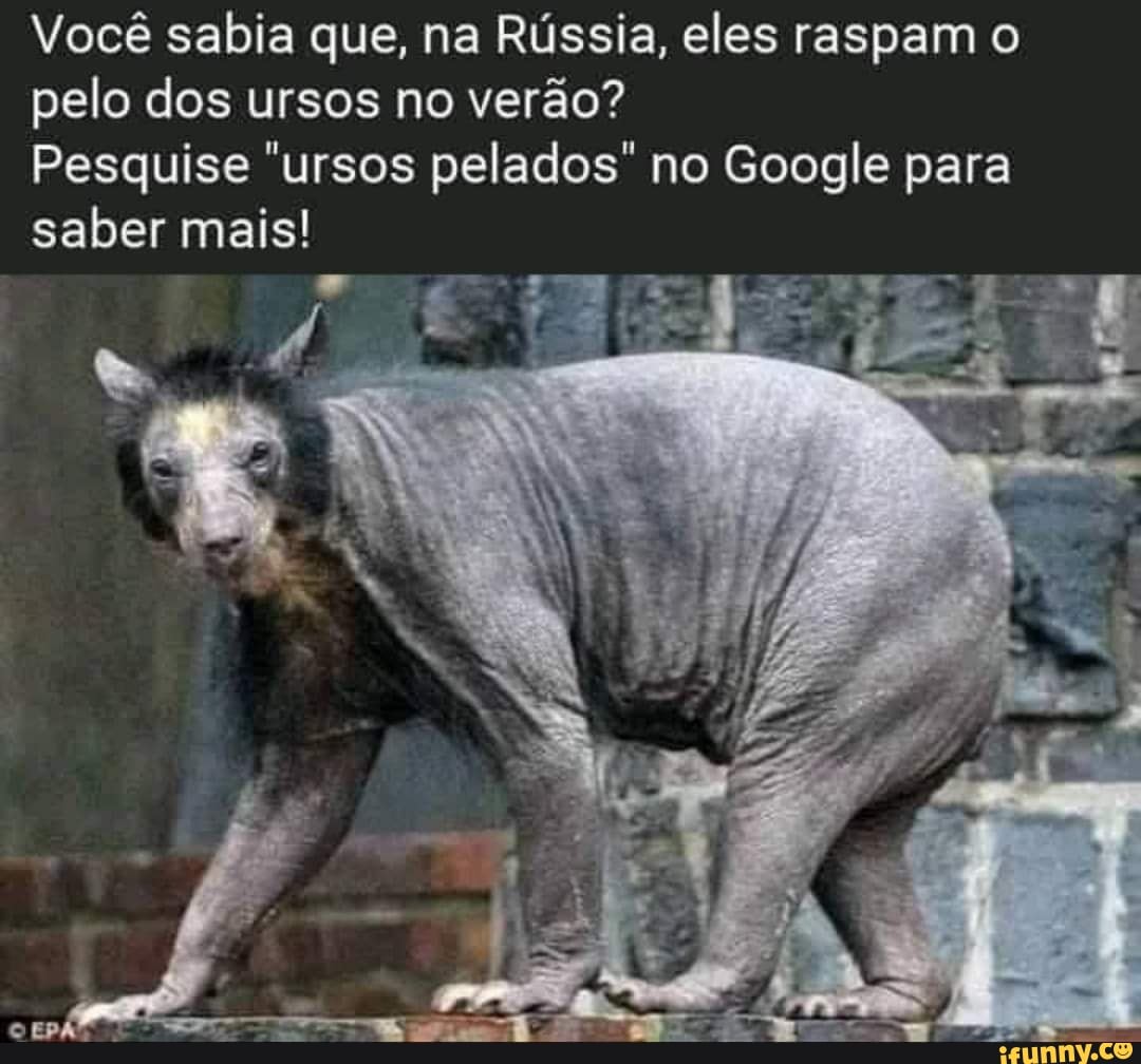 Você sabia que, na Rússia, eles raspam o pelo dos ursos no verão ...