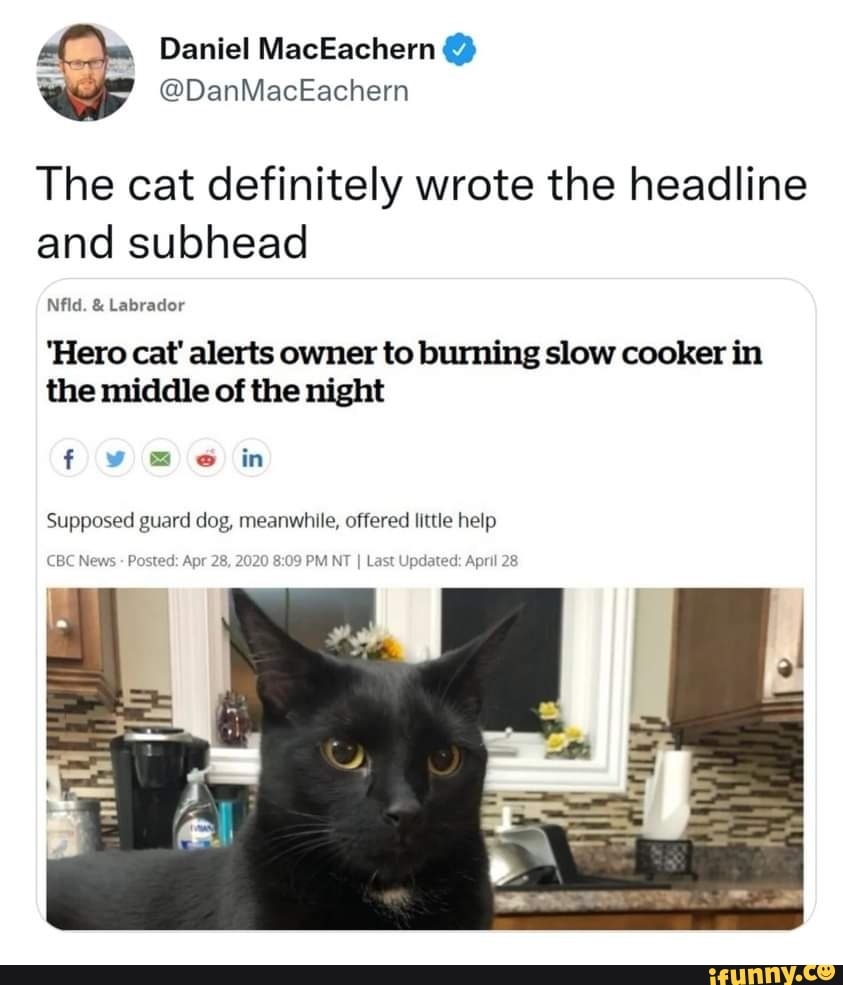 \e, Daniel MacEachern @ @DanMacEachern The cat definitely wrote the ...