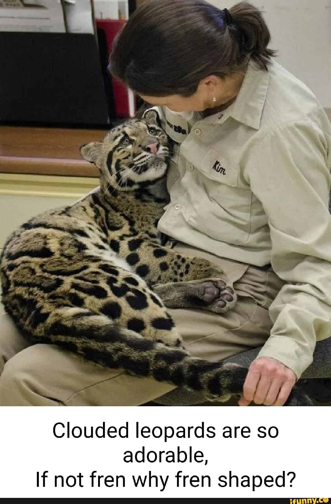 Clouded leopards are so adorable, If not fren why fren shaped? - iFunny