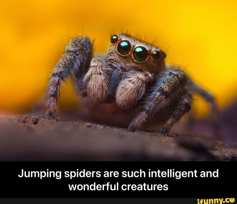 Jumping spiders are such intelligent and wonderful creatures - Jumping ...