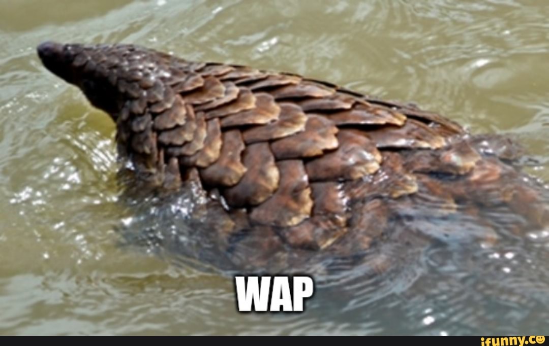 Pangolin memes. Best Collection of funny Pangolin pictures on iFunny